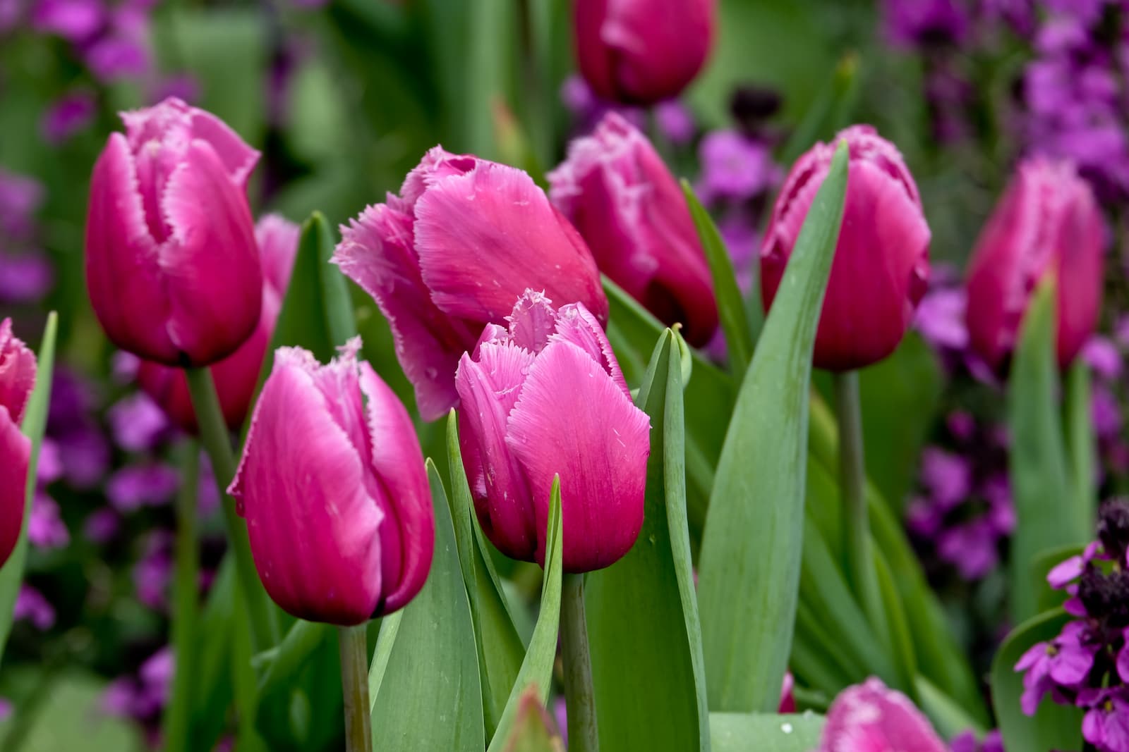 EUROFLORA 2025, BACK TO THE FUTURE | EuroFlora